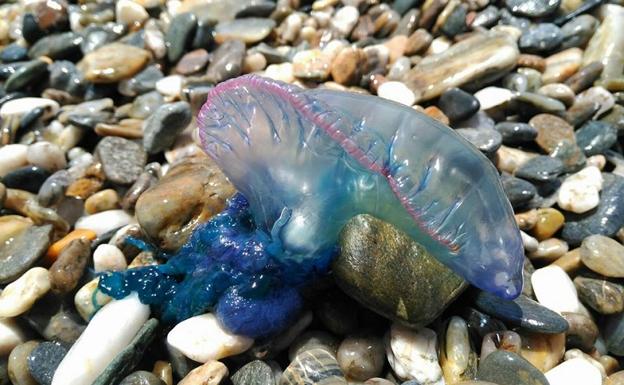 La aparición en dos meses de 200 medusas carabelas portuguesas alerta a ...