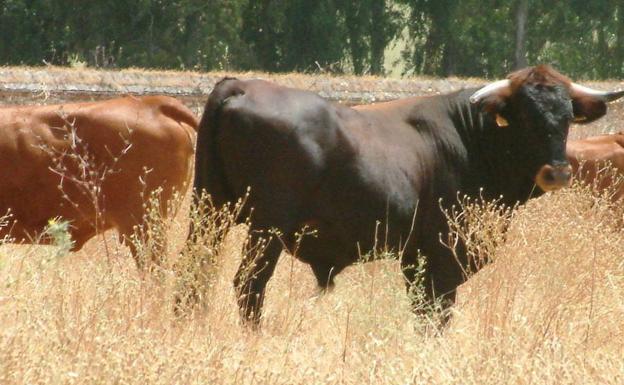 Impulsan la promoción de la vaca pajuna, una raza andaluza en peligro ...