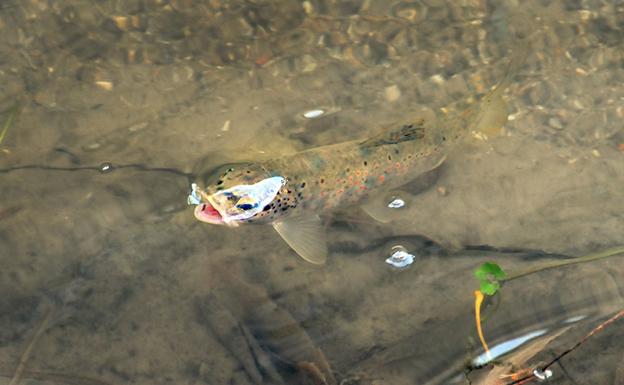 Trucha común, vuelta a los ríos del sur | Ideal
