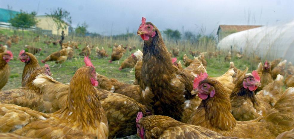 Cómo cuidar gallinas ponedoras de huevos | Ideal