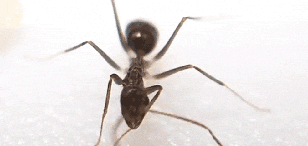 La hormiga loca, una especie invasora que continúa su expansión por ...