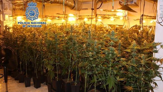 Desmantelan un cultivo ilegal de marihuana con más de 400 plantas en una casa | Ideal