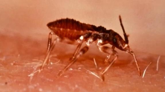 Tremendo: Este peligroso insecto “triatominos” te puede causar la ...