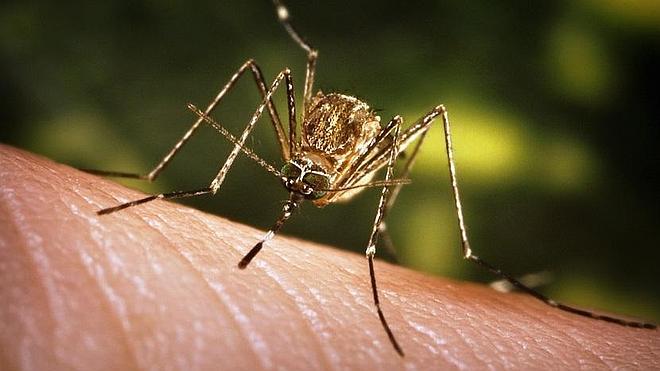 ¿Te pican los mosquitos más que a nadie? Estos son los motivos | Ideal