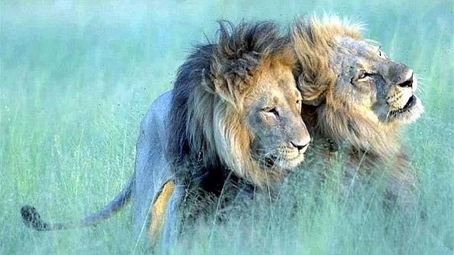La historia de amor entre dos leones homosexuales que triunfa en la red ...